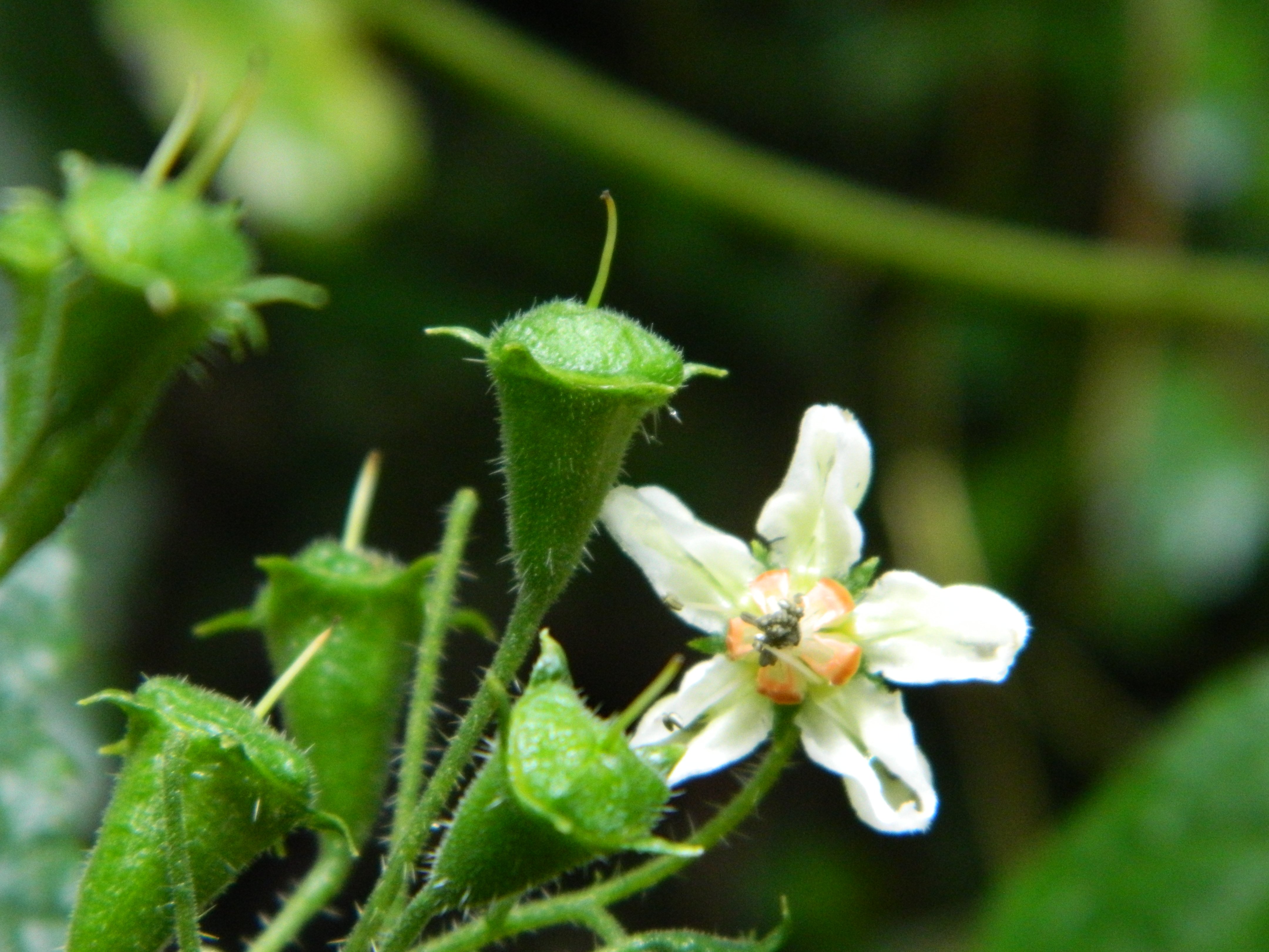 Detalhe_Flor_Fruto - UERJ - Universidade do Estado do Rio de Janeiro